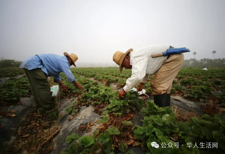 川普放缓打击非法移民 | 八阕