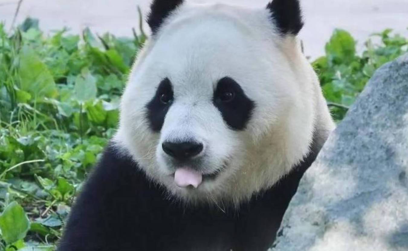 10余名大熊猫饲养员惨遭网暴 | 八阕